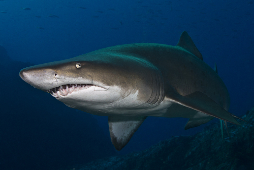 Sand Tiger Shark (Carcharias taurus) - Marine Life Identification