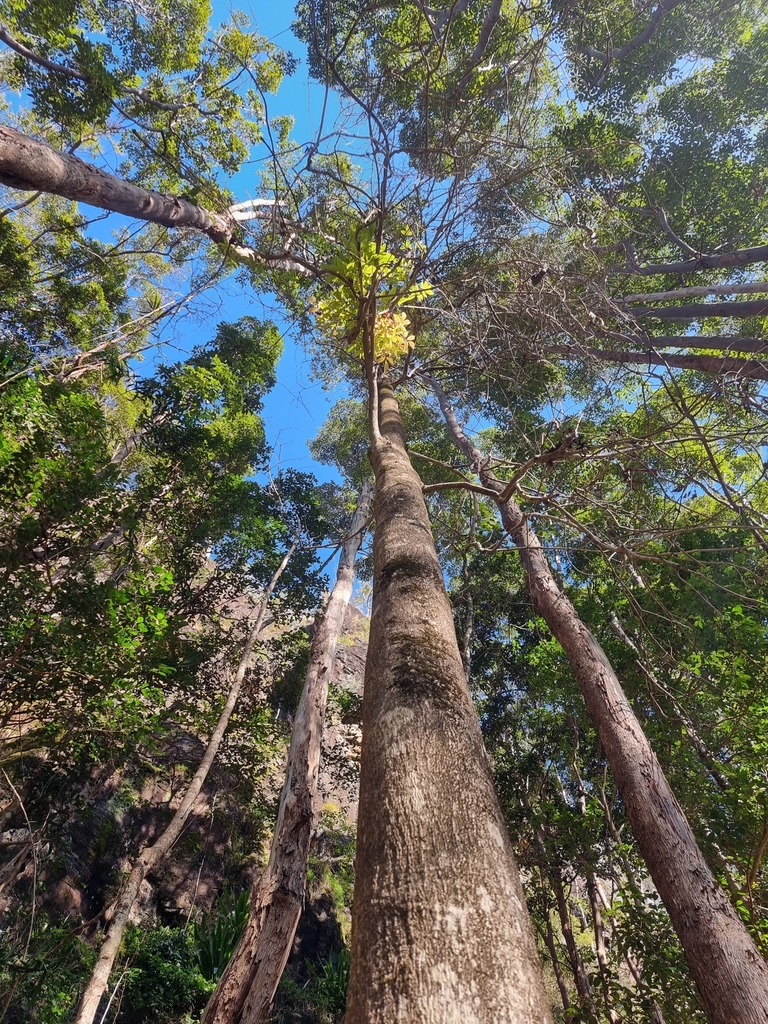 Soft Corkwood from Wanganui NSW 2482, Australia on July 26, 2022 at 10: ...