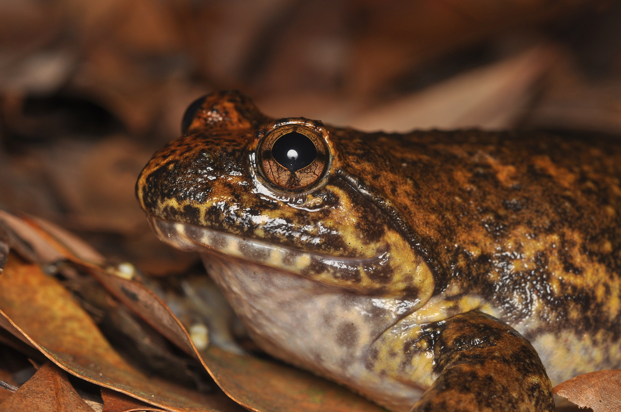 Quasipaa spinosa (David, 1875)