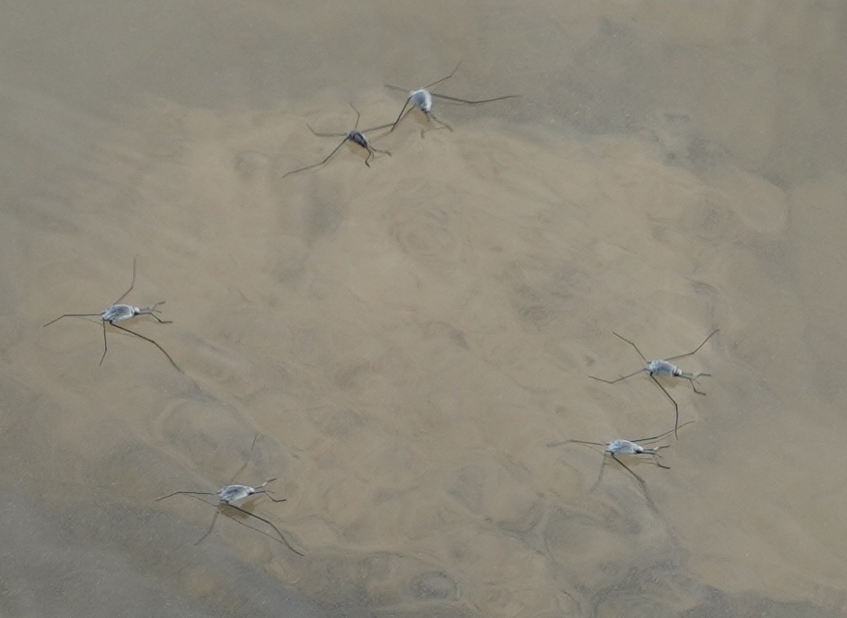 Sea Skaters from Rodrigues, Maurice on July 15, 2022 at 09:44 AM by ...