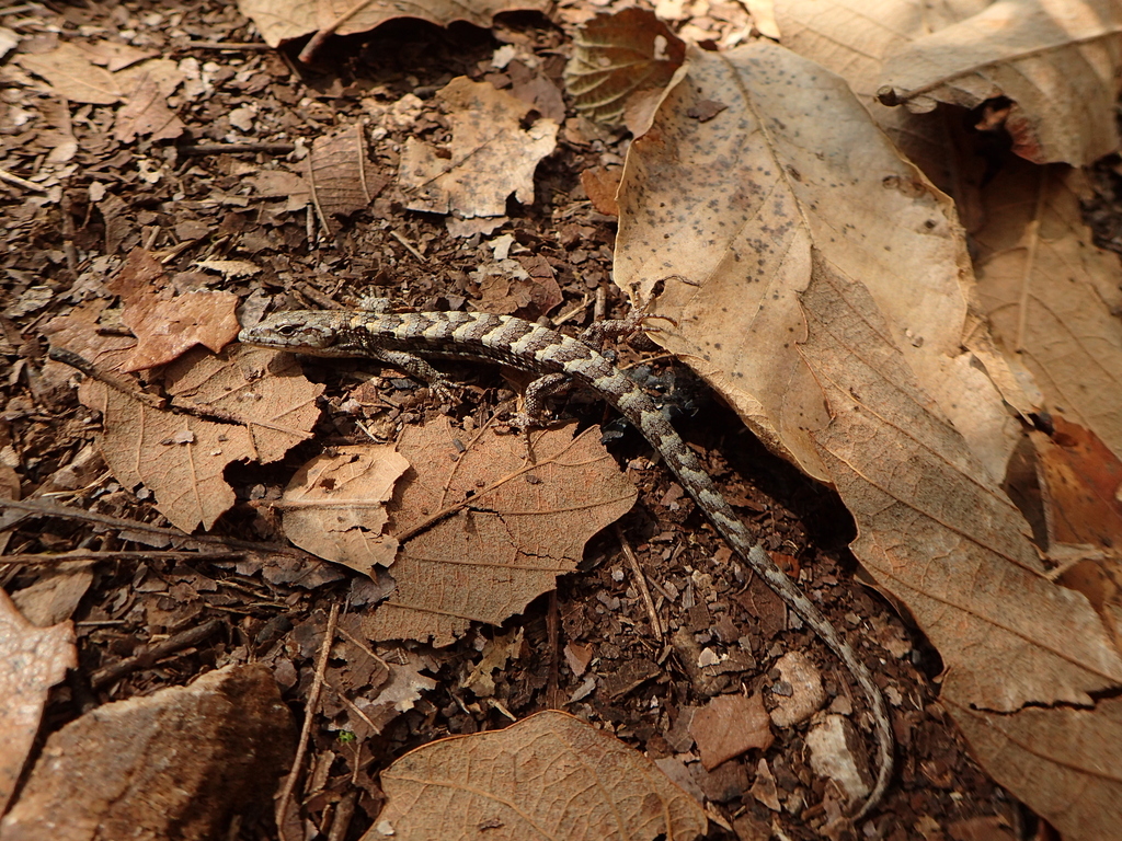 Red-lipped Arboreal Alligator Lizard in February 2016 by Robin Ardito ...