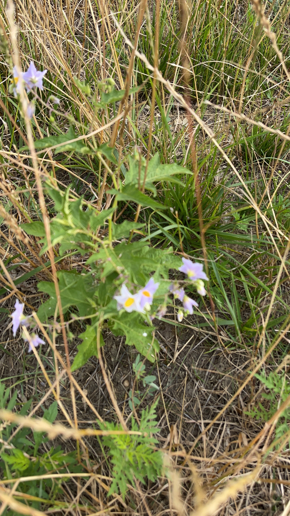 nightshades from Bentonville on June 27, 2022 at 08:59 AM by L. Strovas ...