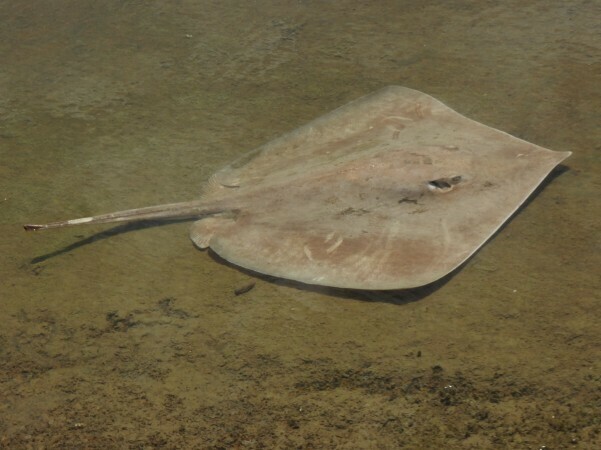Longnose Stingray from Kourou, French Guiana on July 26, 2022 at 09:55 ...