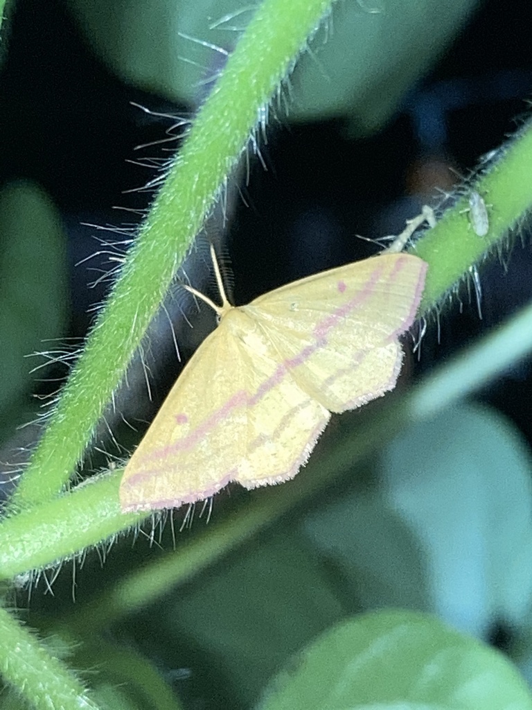 Chickweed Geometer Moth from Preston County, WV, USA on July 27, 2022 ...