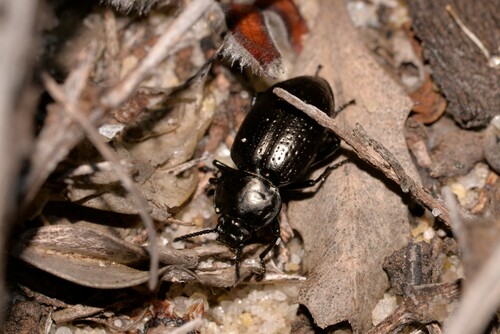 Adelium scytalicum · iNaturalist