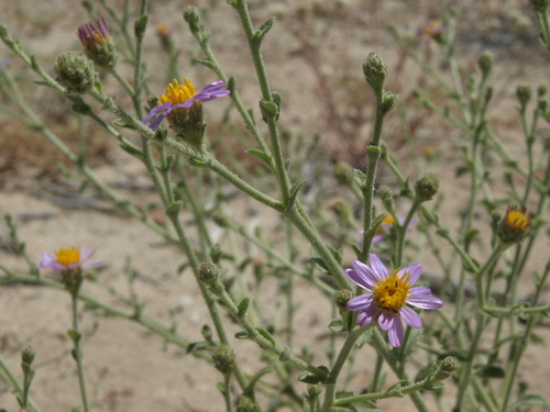 sand aster (Variety Dieteria canescens leucanthemifolia) · iNaturalist