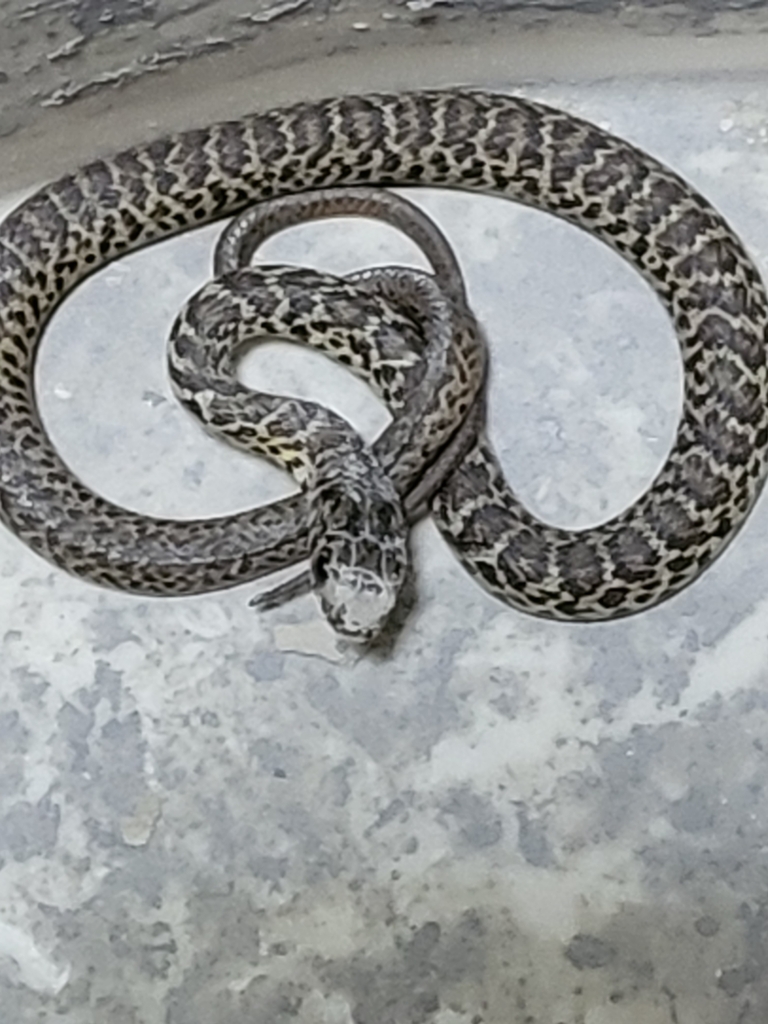 North American Racer from Goddard, KS 67052, USA on March 01, 2022 at ...