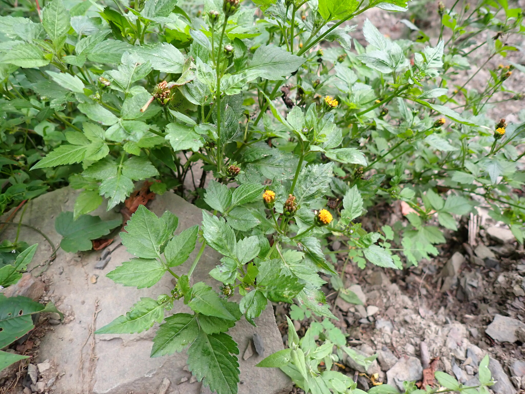 Bidens pilosa var. pilosa