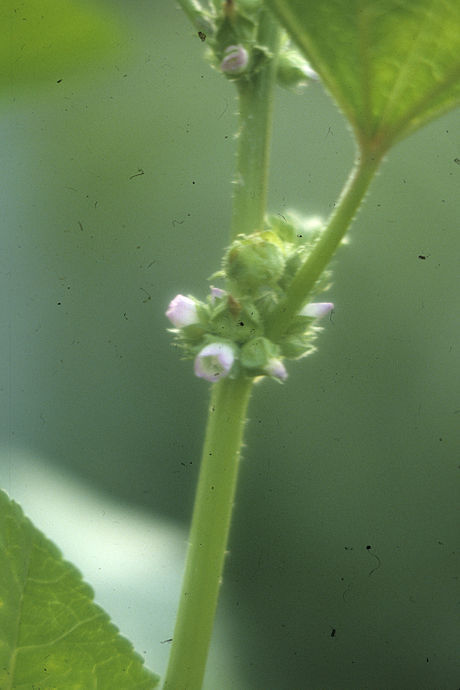 Whorled Mallow (Malva verticillata) - Botanical Realm