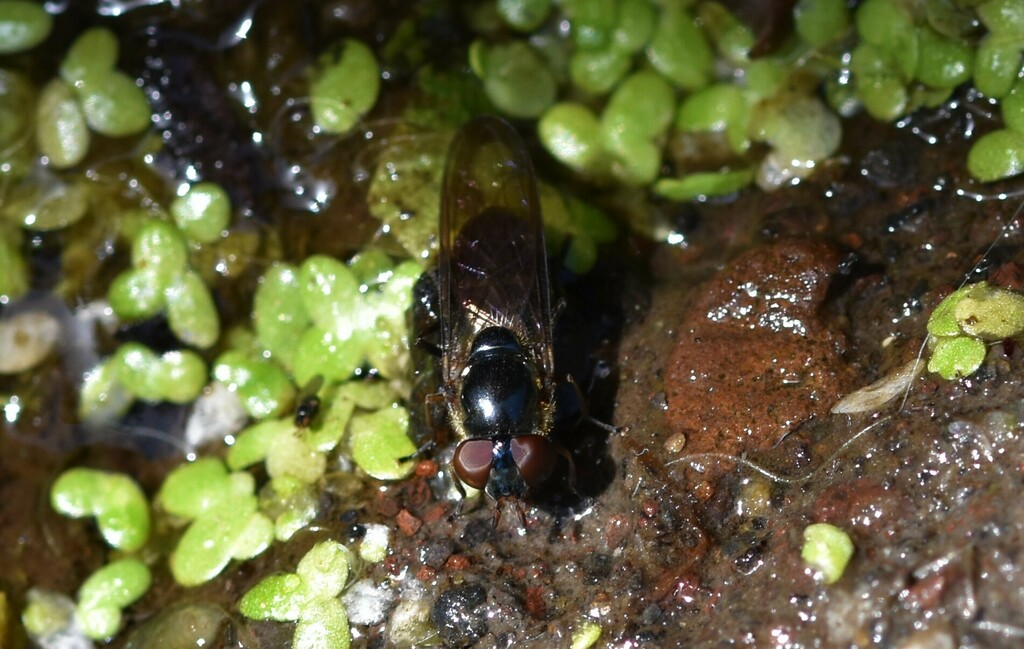 Xanthandrus babyssa (Madeira Hoverflies) · iNaturalist
