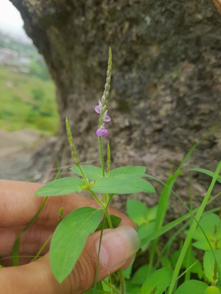 Justicia simplex from Aurangabad, Maharashtra, India on July 26, 2022 ...