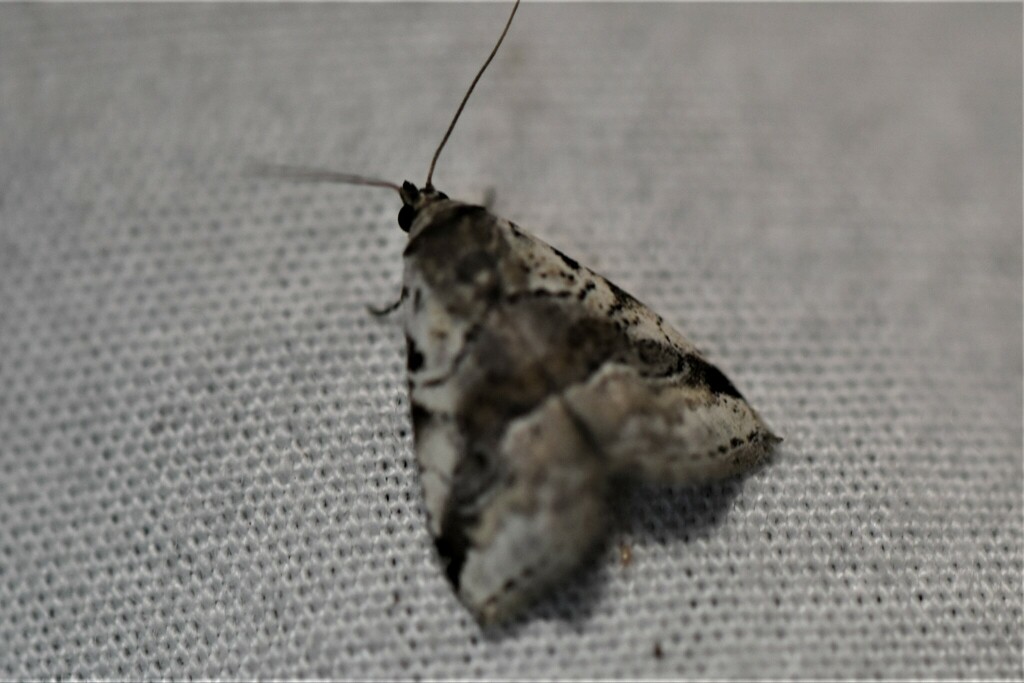 Hyperstrotia aetheria from sherwood stokes preserve on July 27, 2022 by ...