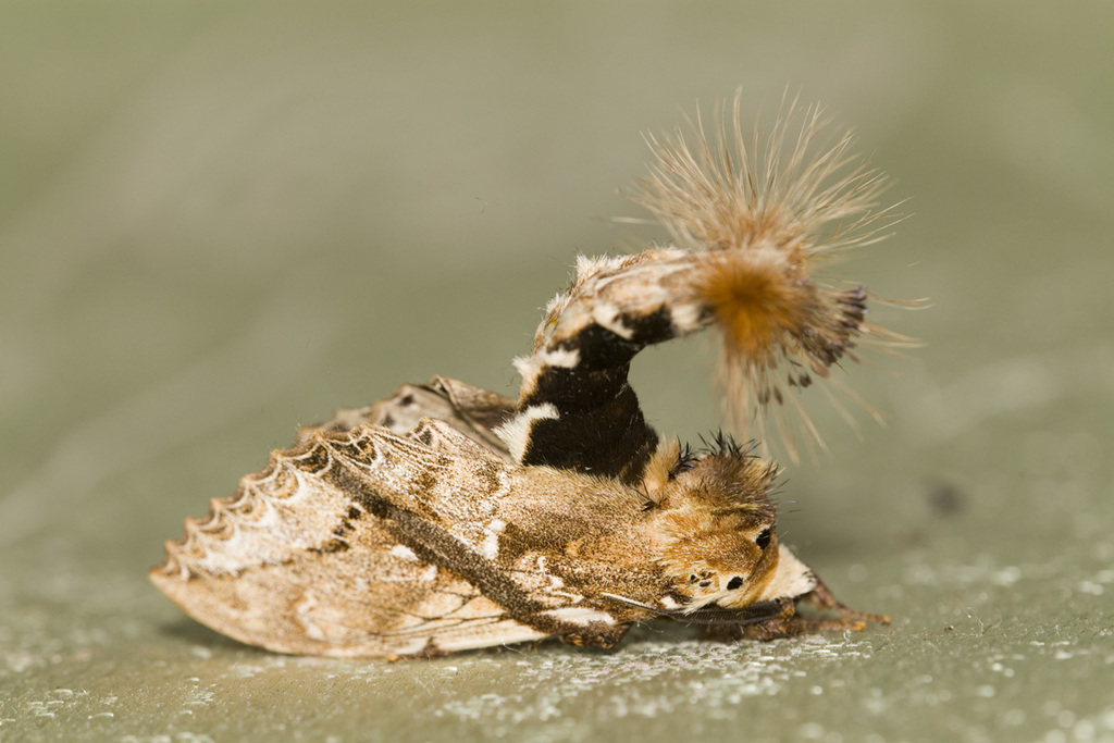 Dudusa vethi from Danum Valley on July 25, 2013 at 02:14 PM by budak ...
