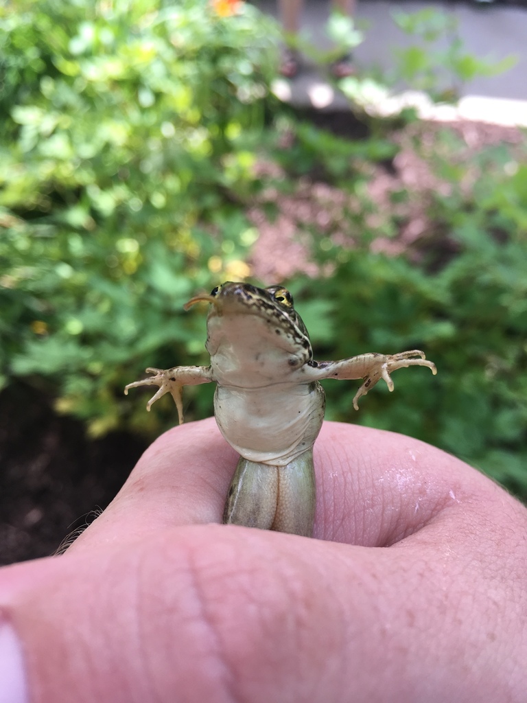 Northern Leopard Frog from 1722A S Balsam Lake Ct, Balsam Lake, WI, US ...
