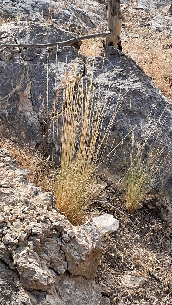 Bluebunch Wheatgrass from White Pine County, NV, USA on July 27, 2022 ...