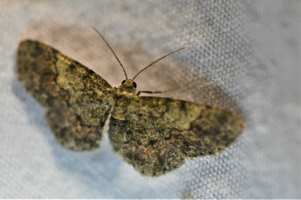 Texas Gray from sherwood stokes preserve on July 27, 2022 by Tom Palmer ...