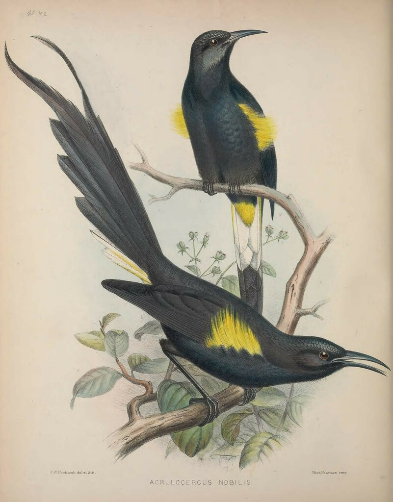 Hawaii 'O'o (Moho nobilis) - Avian Discovery