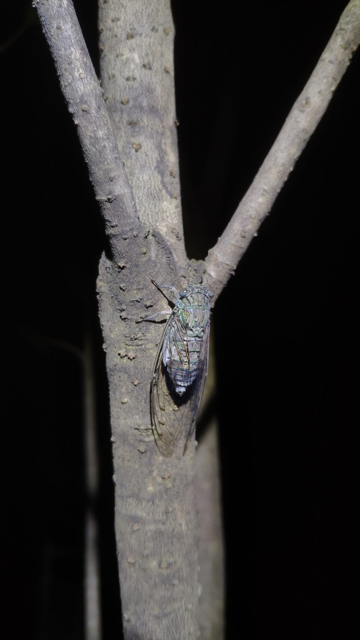 Meimuna mongolica (Distant, 1881)