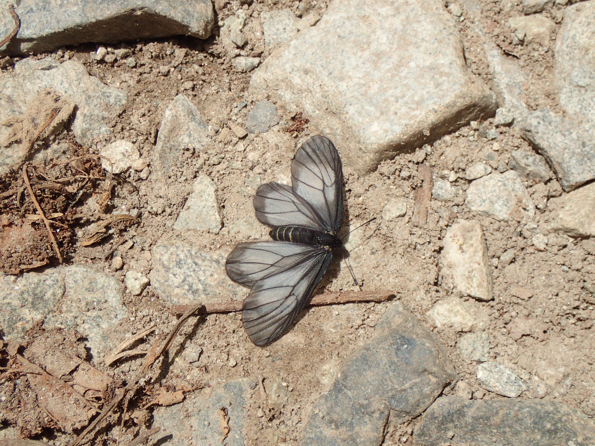 Styx infernalis Staudinger, 1875