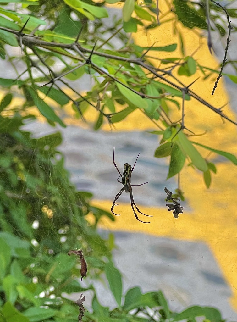 Golden Silk Spider from Carretera a Barra de Navidad, Puerto Vallarta ...
