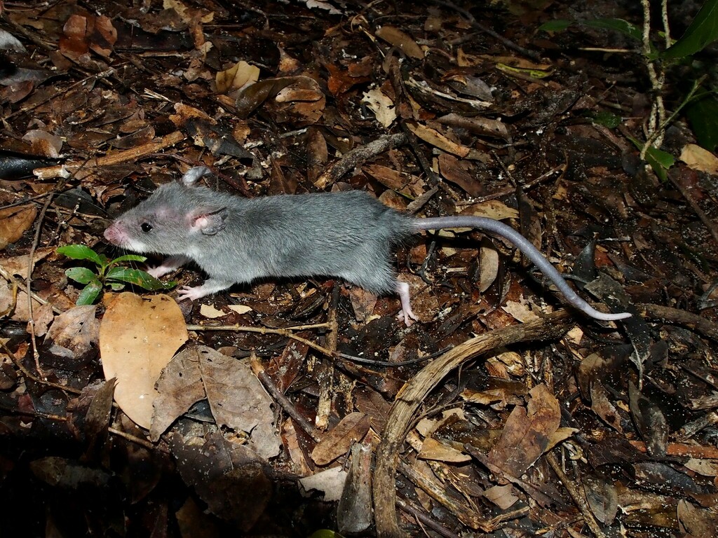 Long-tailed Pouched Rat (Beamys hindei) - Know Your Mammals