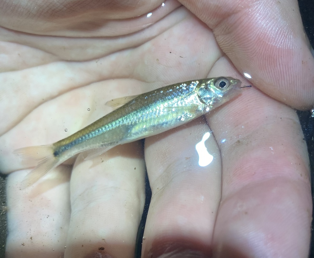 Spottail Shiner in July 2022 by Cole Tiemann · iNaturalist