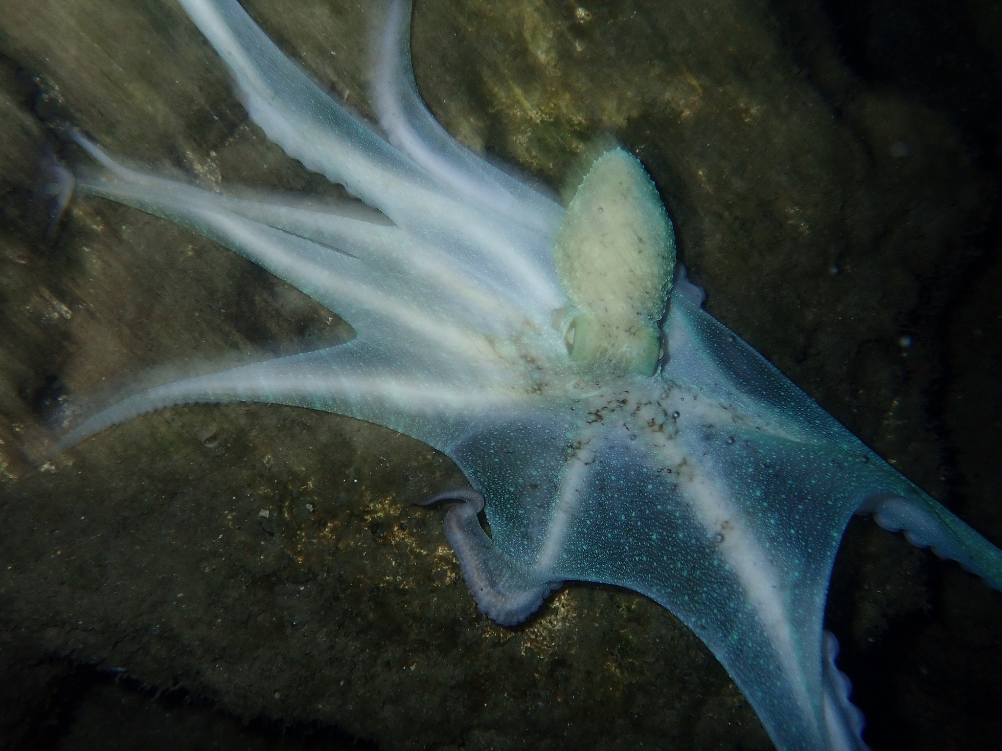 Octopus briareus Robson, 1929