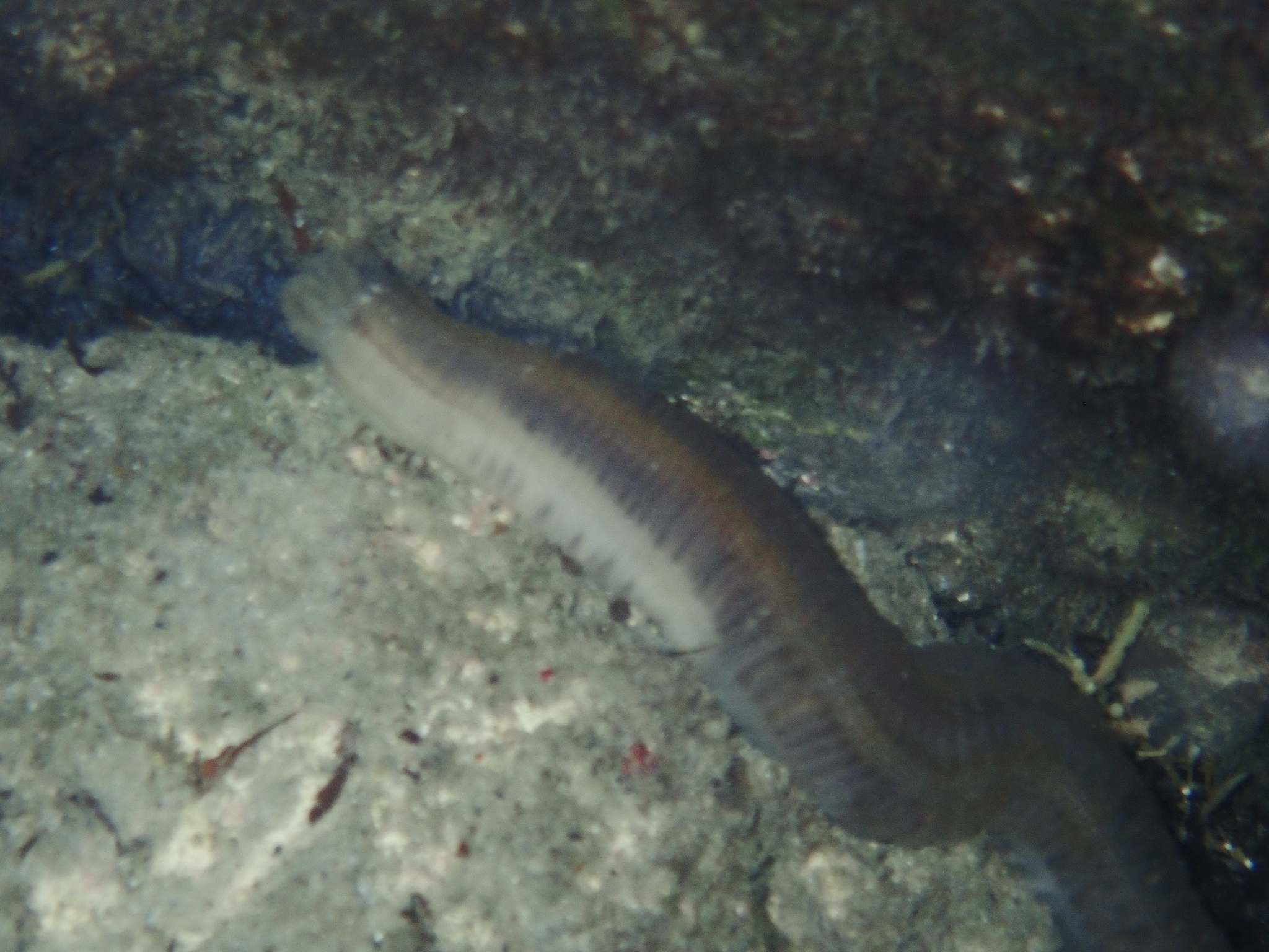 Euapta lappa (J.Müller, 1850)