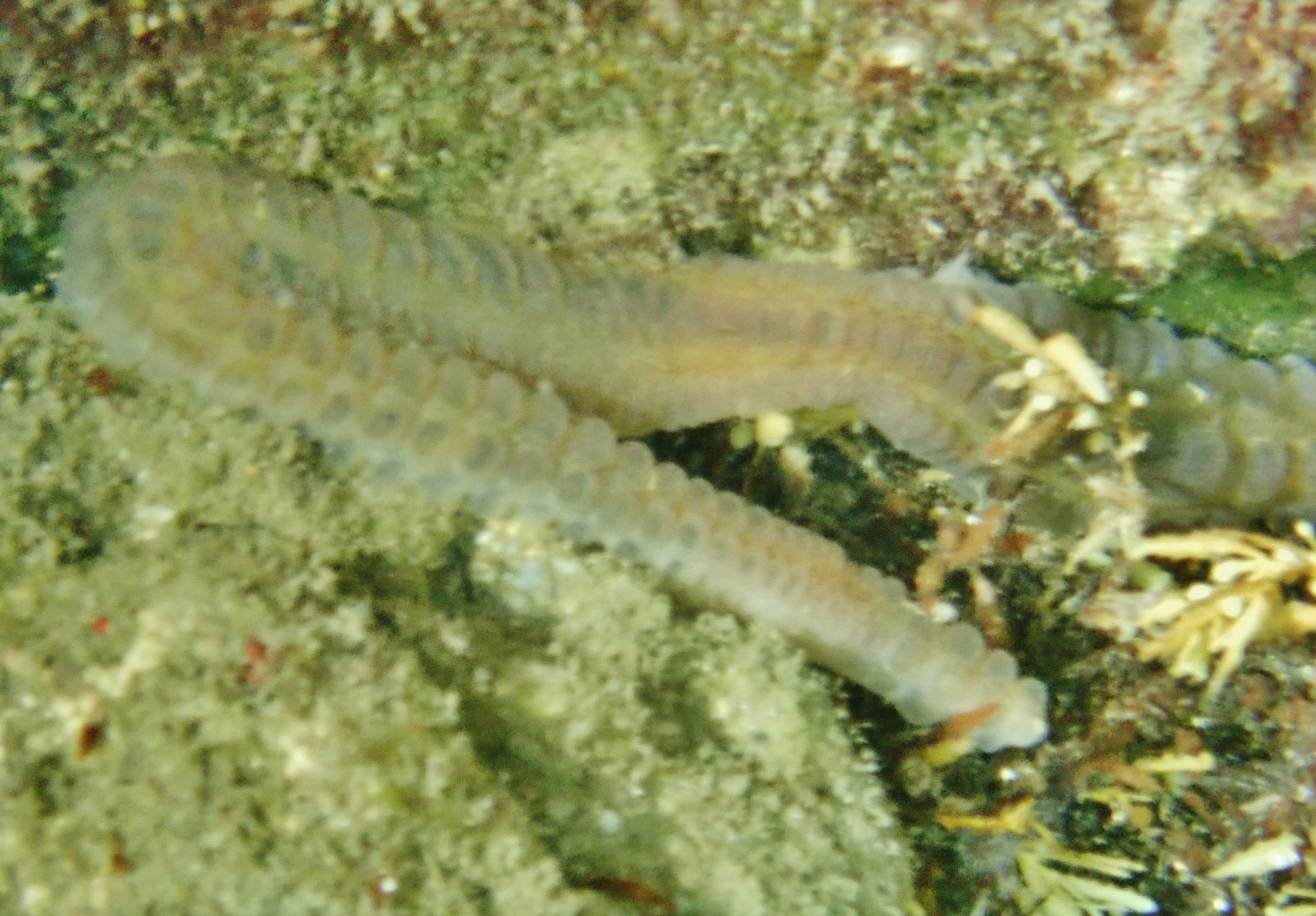 Euapta lappa (J.Müller, 1850)