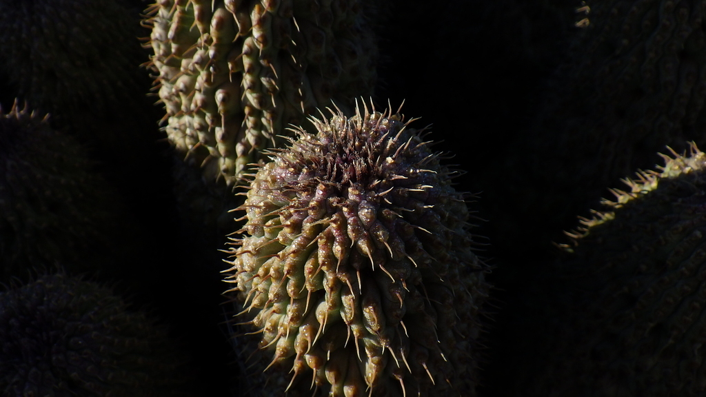 Hoodia dregei in April 2022 by Wynand. Farms Trakas Kuilen and Wit ...