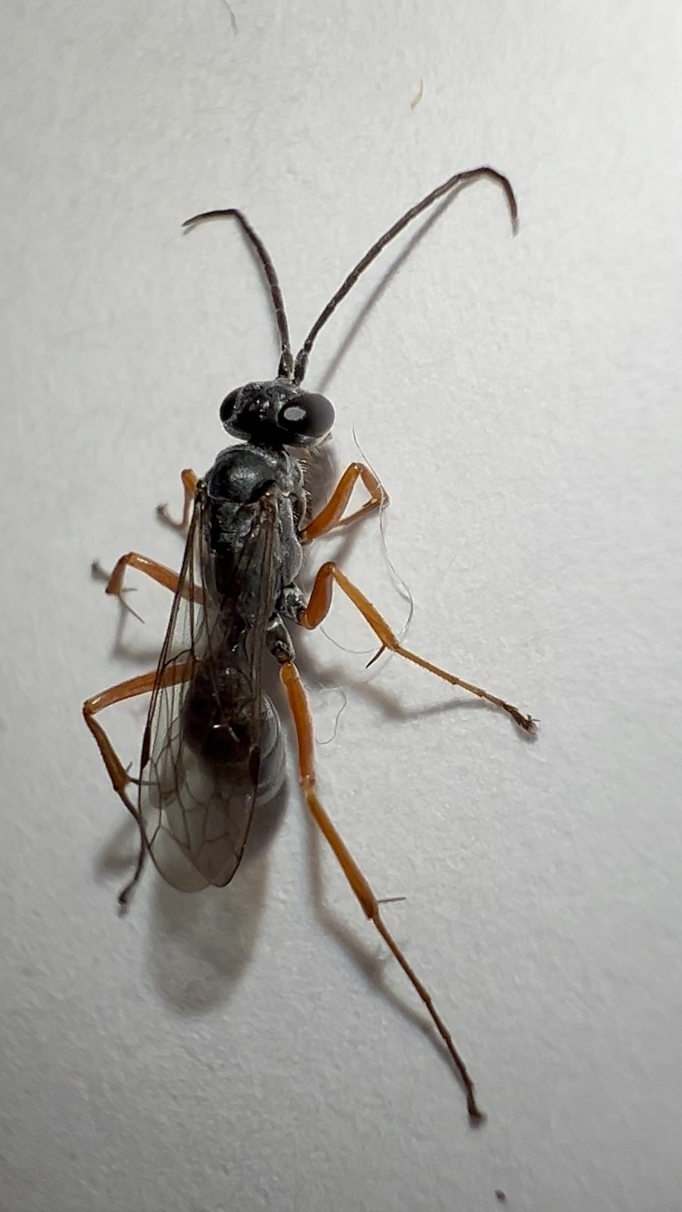 Can anyone identify this bug? Found in my home. Sounded very much like ...