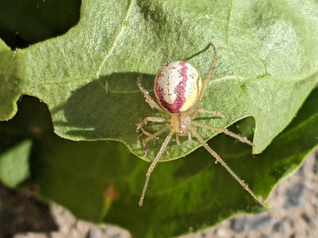 Common candy-striped spider from Lewiston, ID 83501, USA on July 28 ...