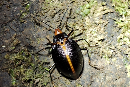 Ellipticus atripennis · iNaturalist