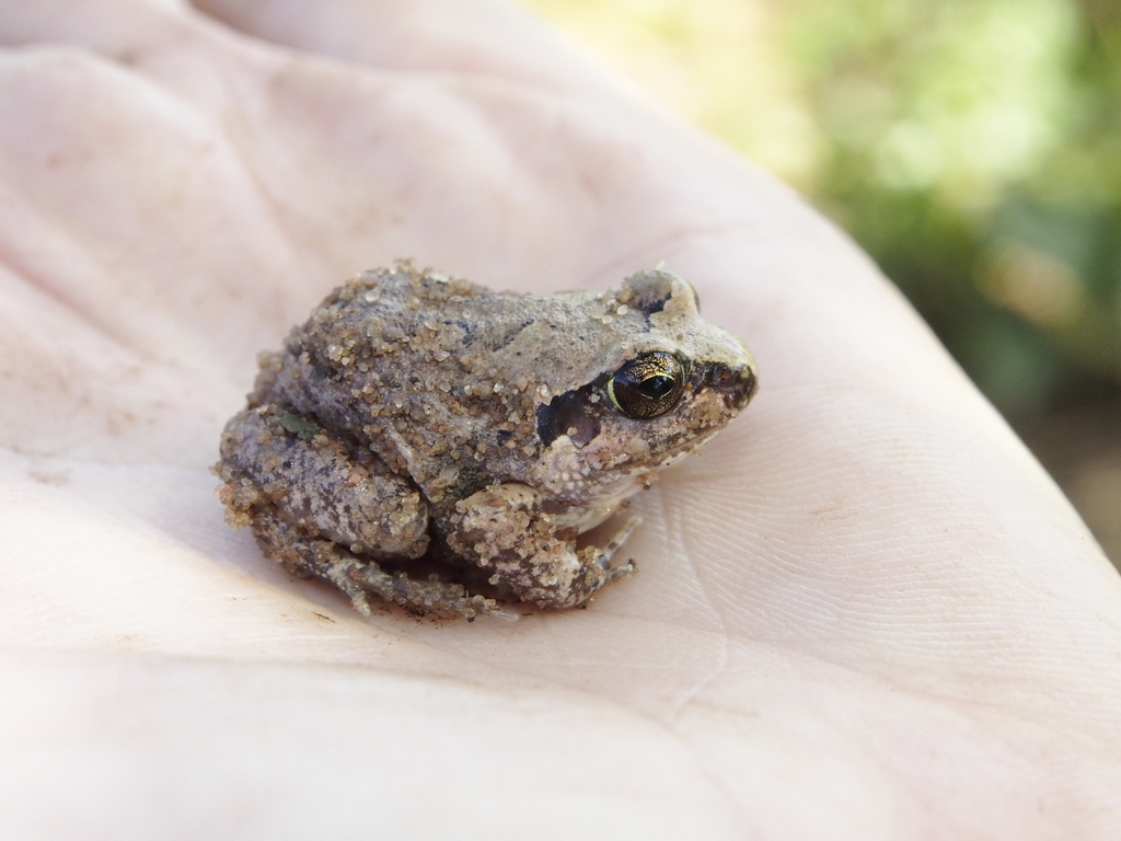 Common Squeaker from Moma, Mozambique on May 17, 2022 by amberj ...