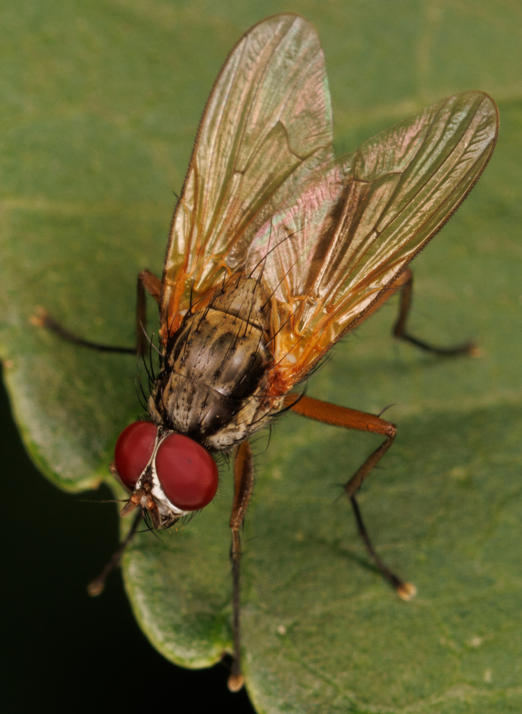 Muscoid Flies from Emmett Calhoun County, MI, USA on July 27, 2022 at ...