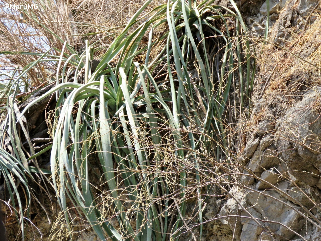 Agave stringens from Guadalajara, Jal., México on May 15, 2022 at 12:07 ...