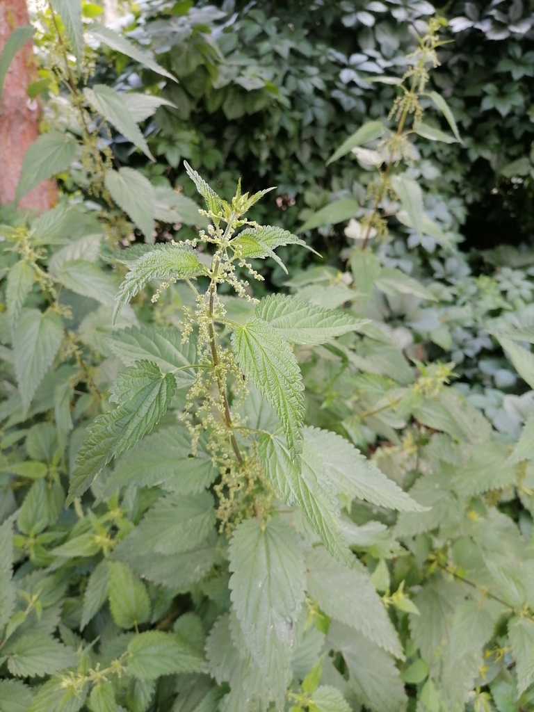 great stinging nettle from Minsk, BY-MI, BY on July 28, 2022 at 04:37 ...