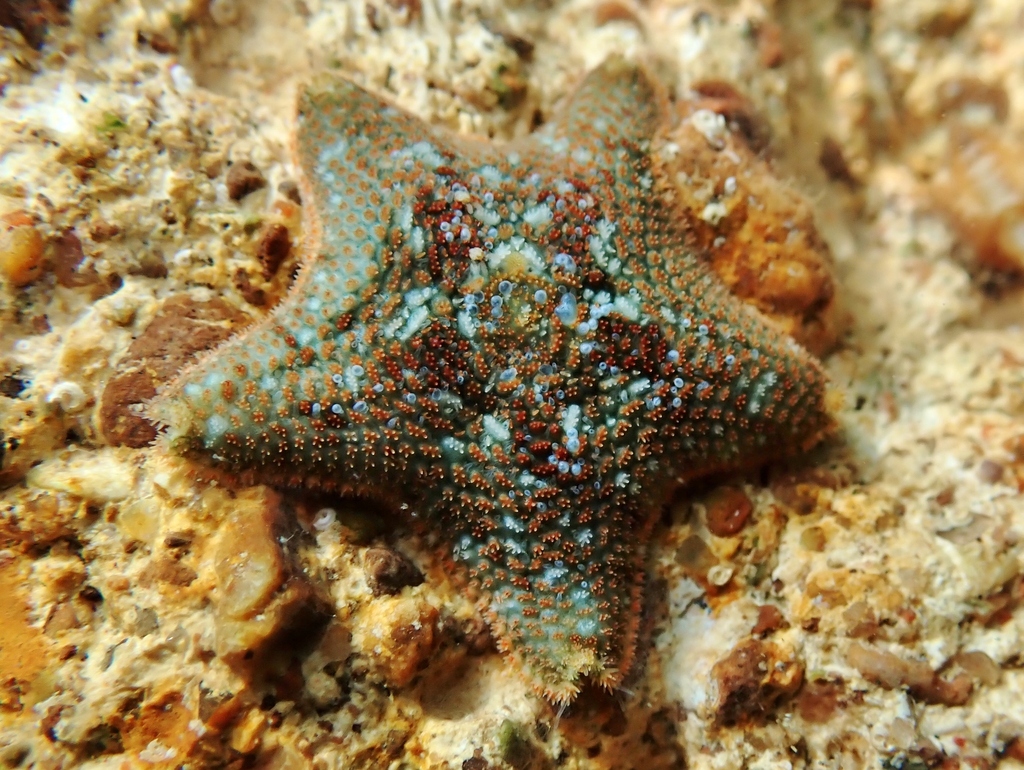 Cushion Star (Intertidal species of NE Atlantic) · iNaturalist