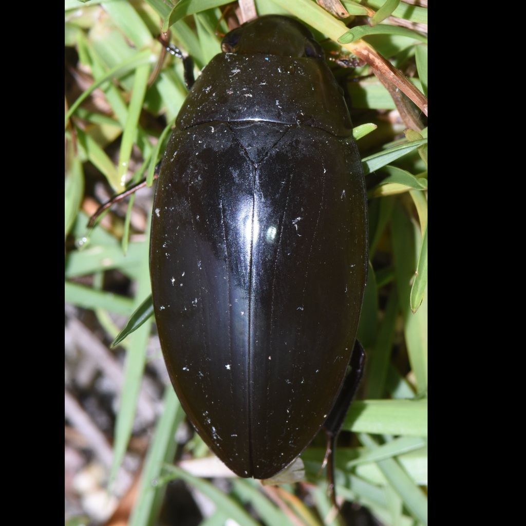 Hydrophilus insularis from Miami-Dade County, FL, USA on July 27, 2022 ...