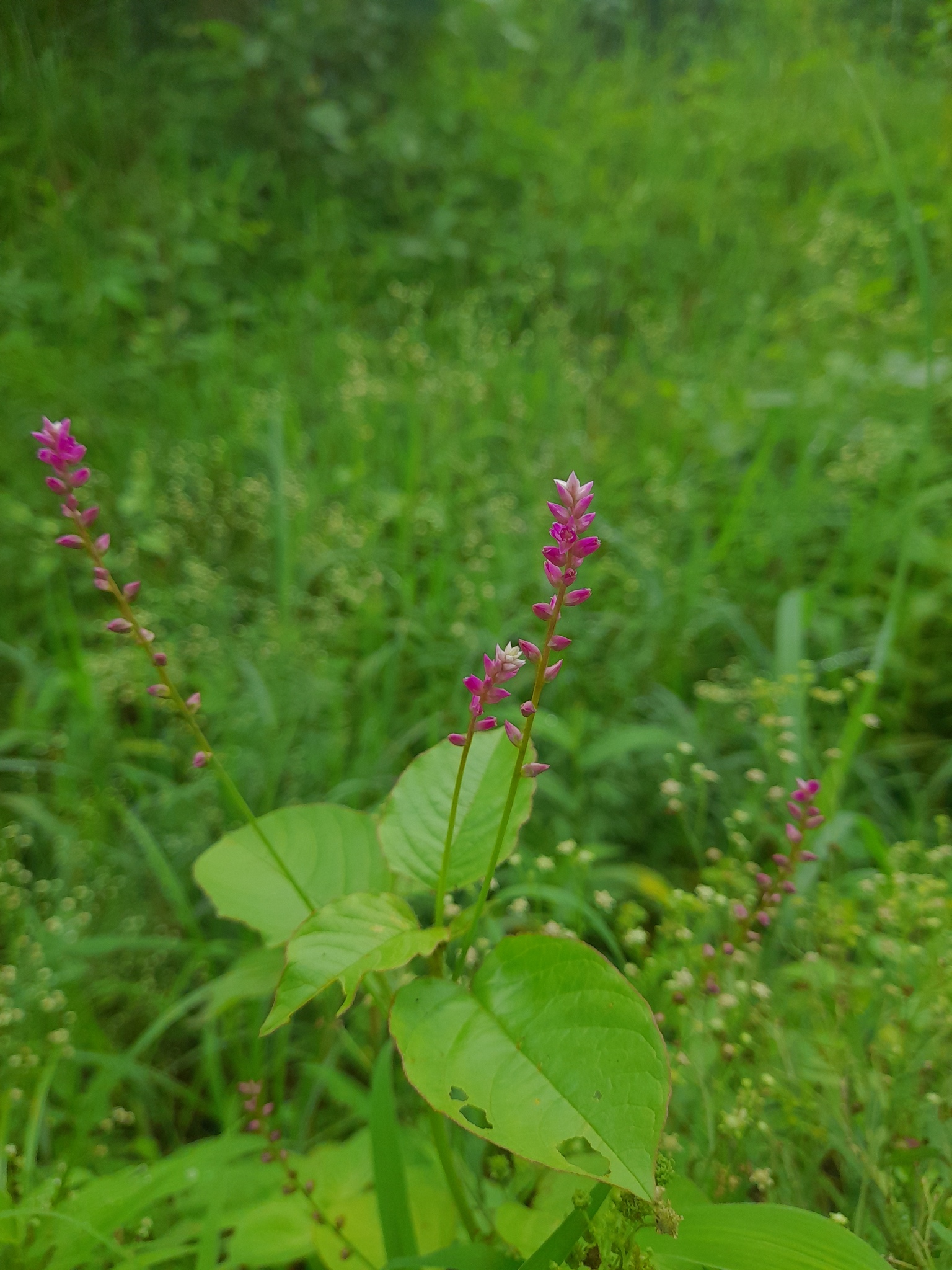 Digera muricata (L.) Mart.