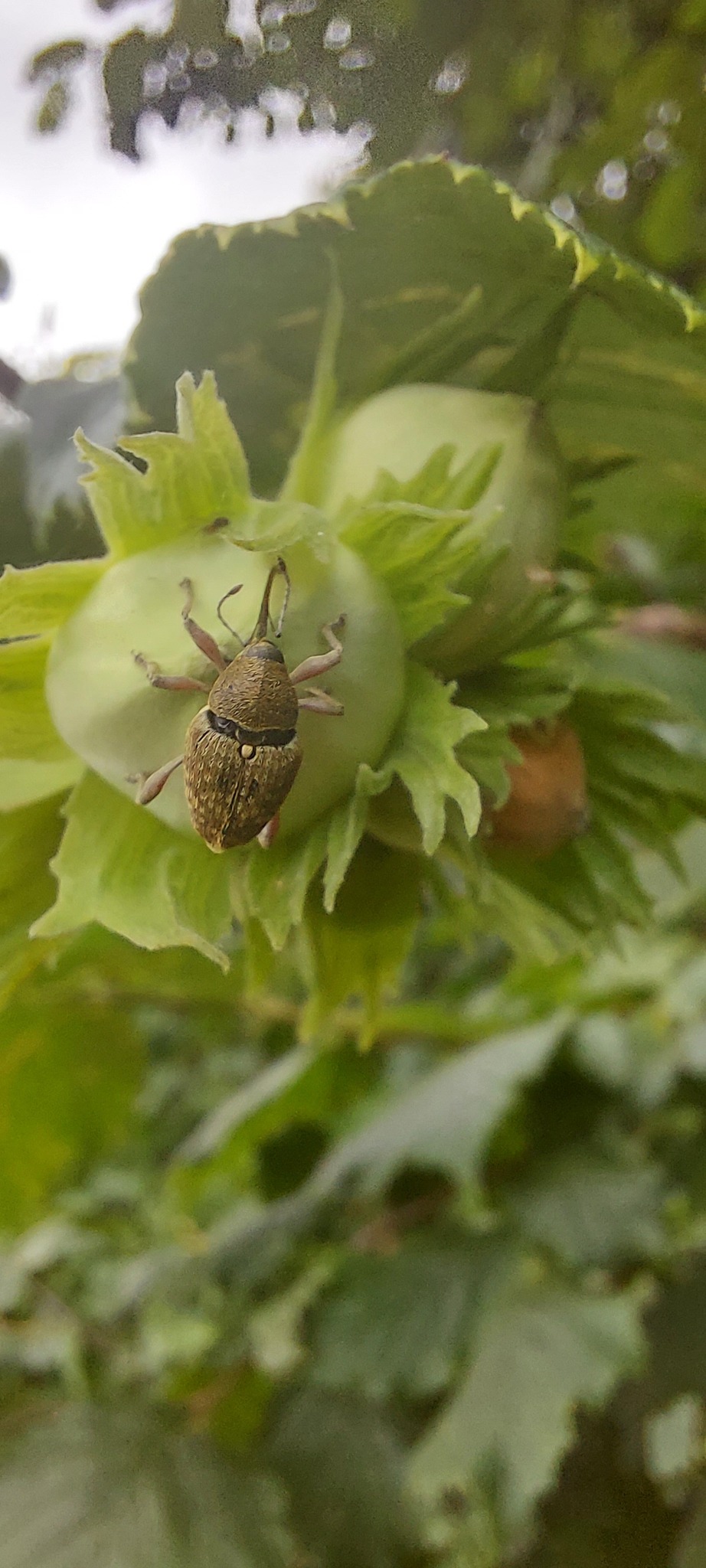 Curculio nucum C.Linnaeus, 1758