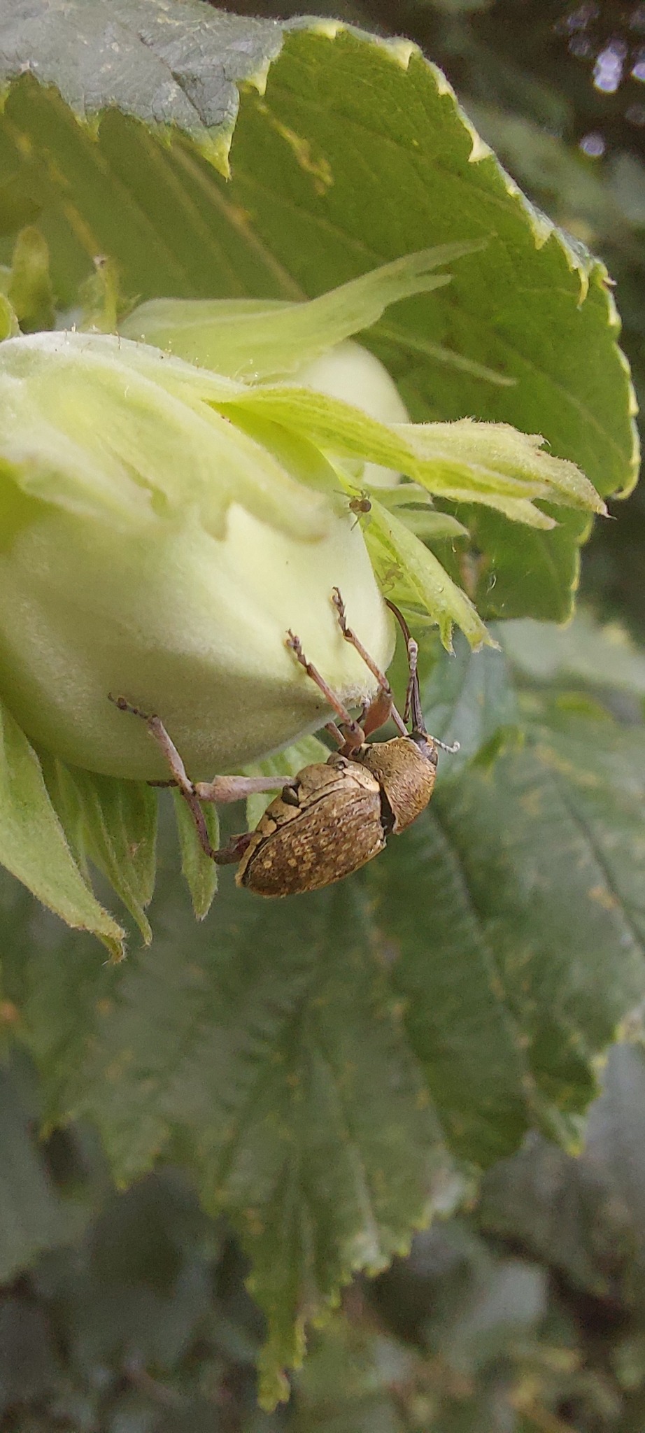 Curculio nucum C.Linnaeus, 1758