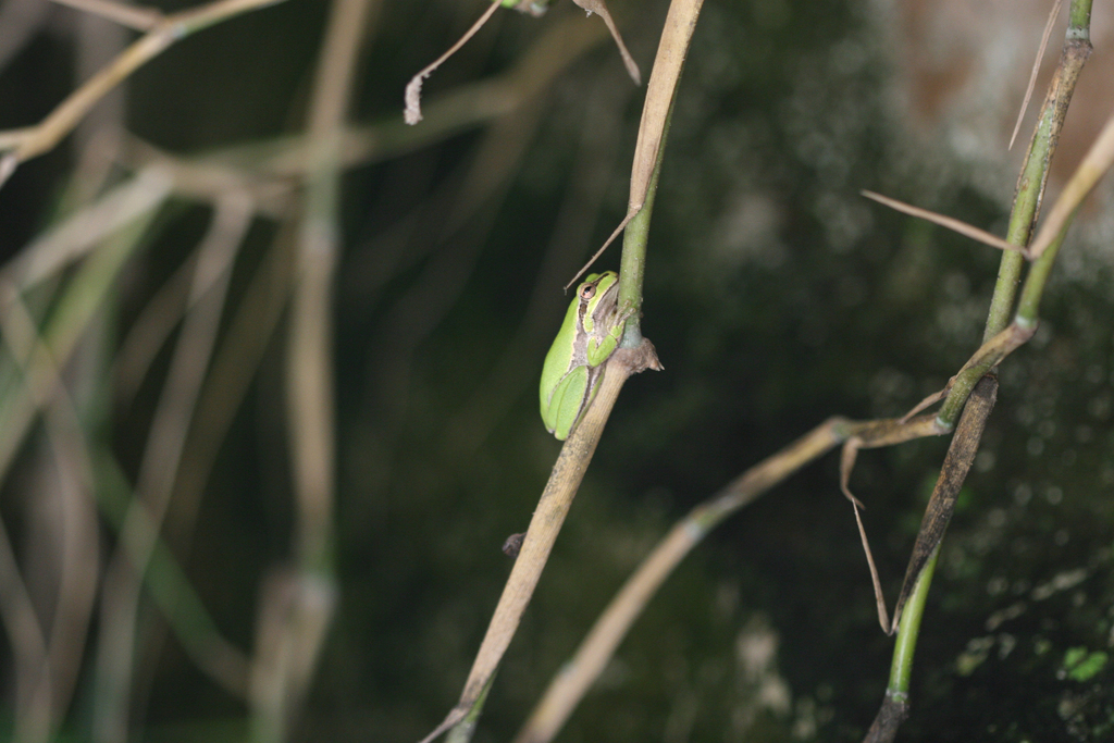 Lemon-yellow Tree Frog from Nikokleia, Zypern on November 1, 2012 at 12 ...