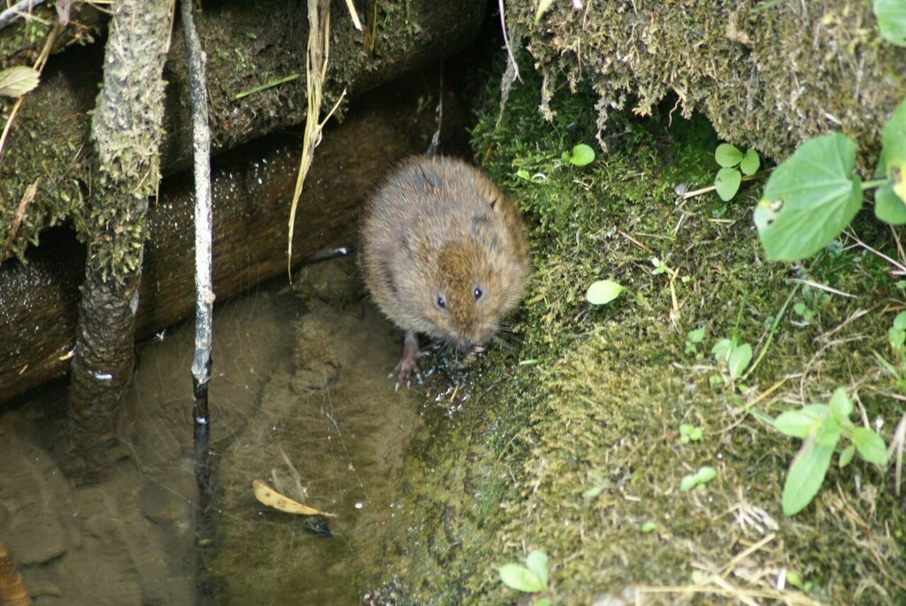 Southwestern Water Vole in July 2019 by sunenya · iNaturalist