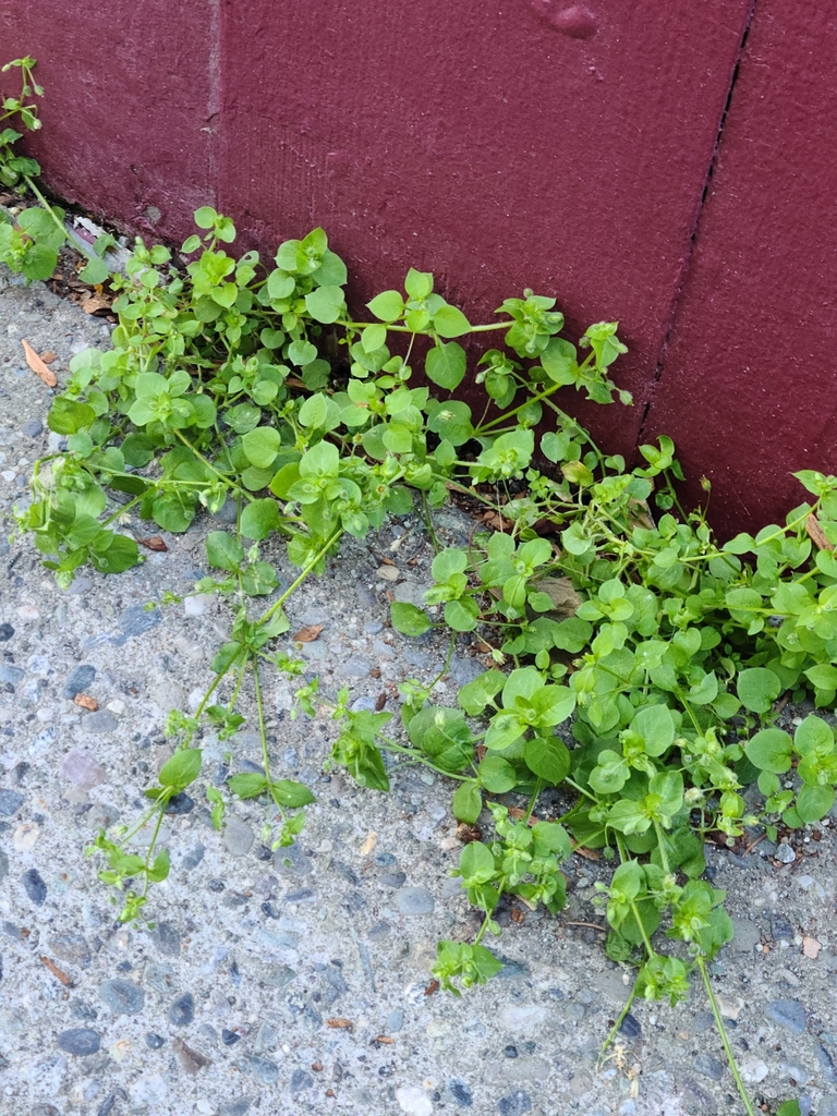common chickweed from Downtown, Anchorage, AK, USA on July 28, 2022 at ...