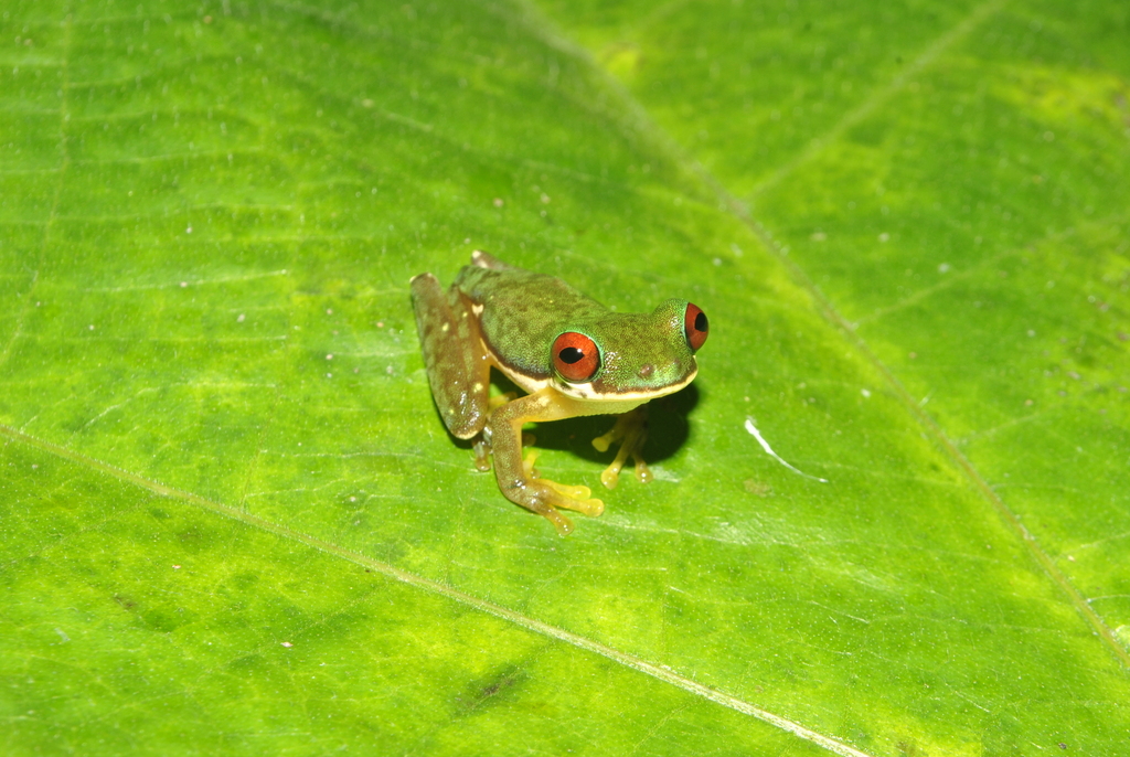 Honduran Brook Frog in November 2016 by Josue Ramos Galdamez · iNaturalist