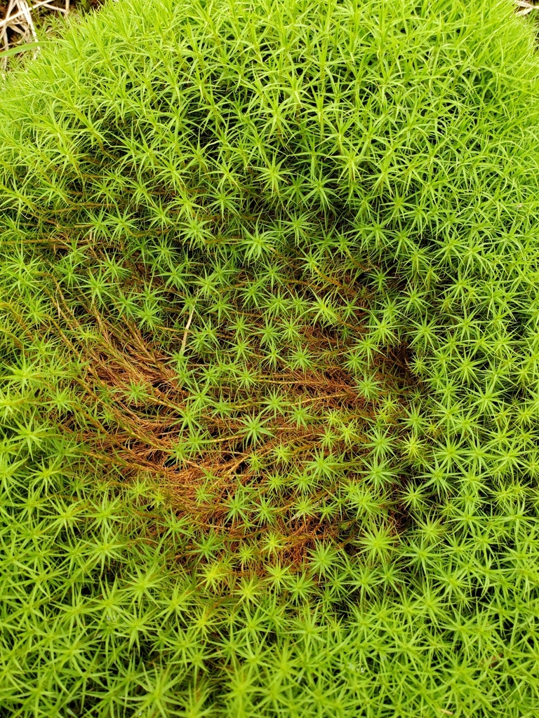 Common Haircap Moss from Sitka County, US-AK, US on July 27, 2022 at 05 ...
