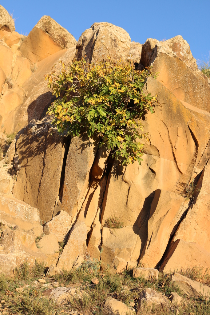 mulberry and fig family (Moraceae) - Botanical Realm