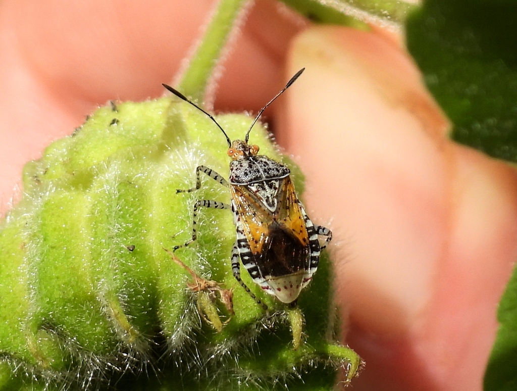 Hibiscus Scentless Plant Bug from Putnam County, TN, USA on July 28 ...