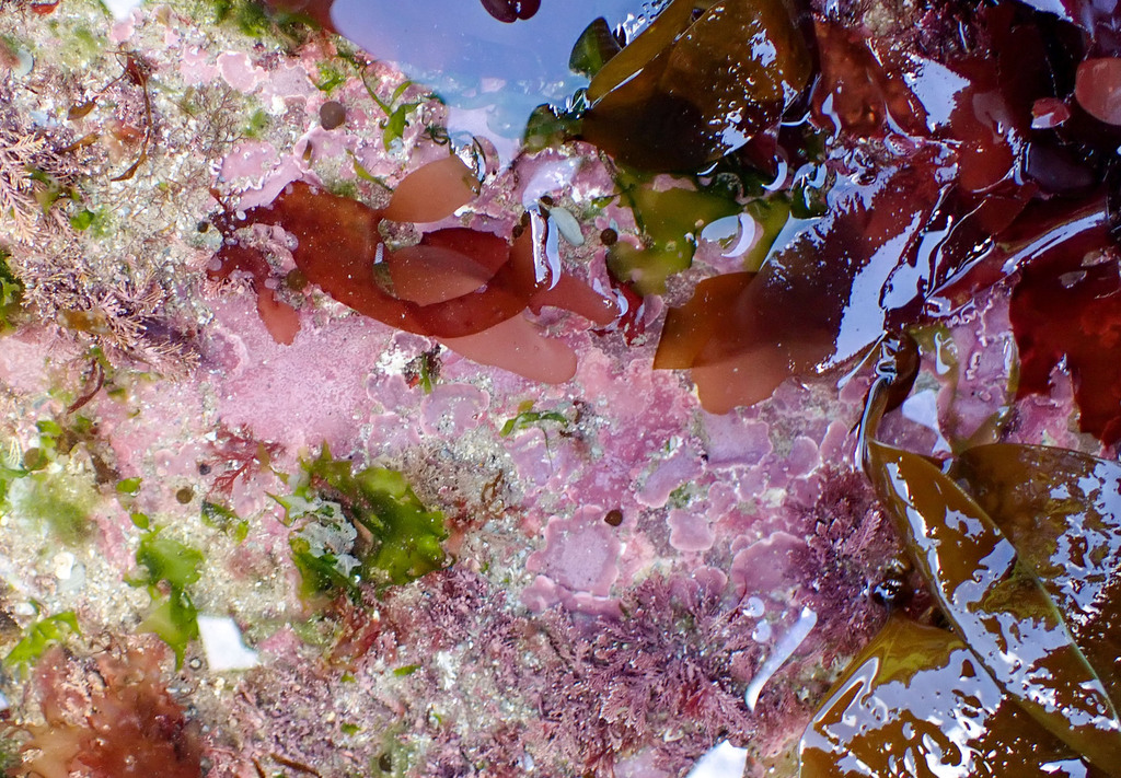Lithophyllum incrustans from Devil's kitchen, Lundy on July 14, 2022 at ...